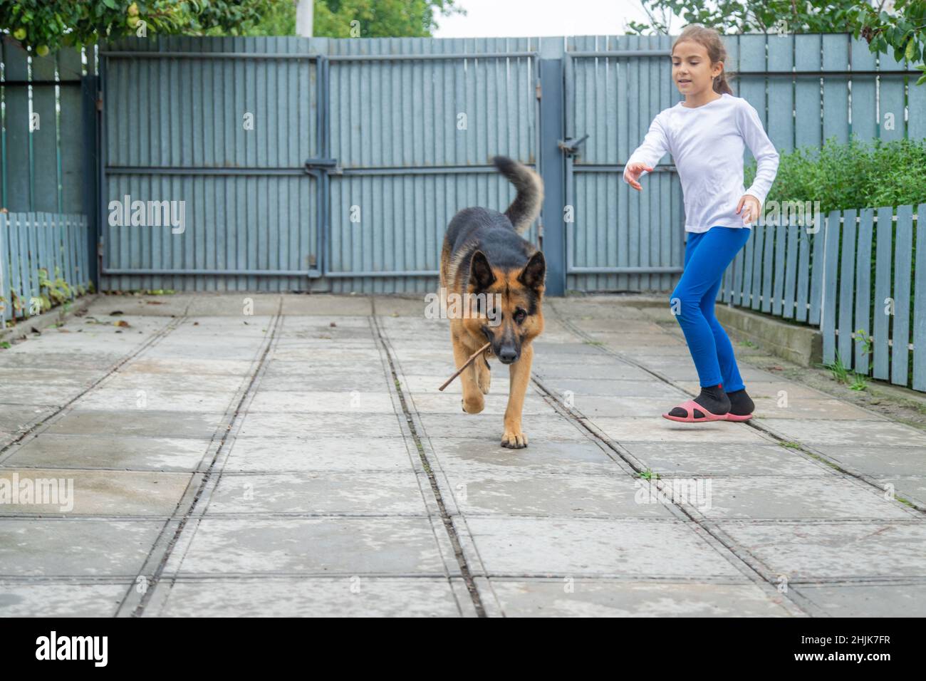 The child gives the dog a hand. Selective focus.animal Stock Photo - Alamy