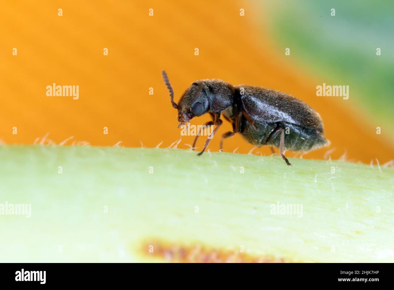 Lasioderma serricorne commonly known as the cigarette beetle, cigar ...