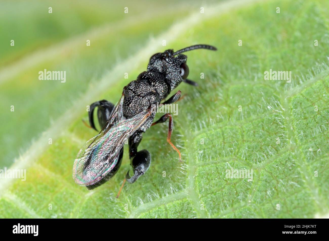 Parasitic wasp (Chalcidoidea) on a green leaf Stock Photo - Alamy