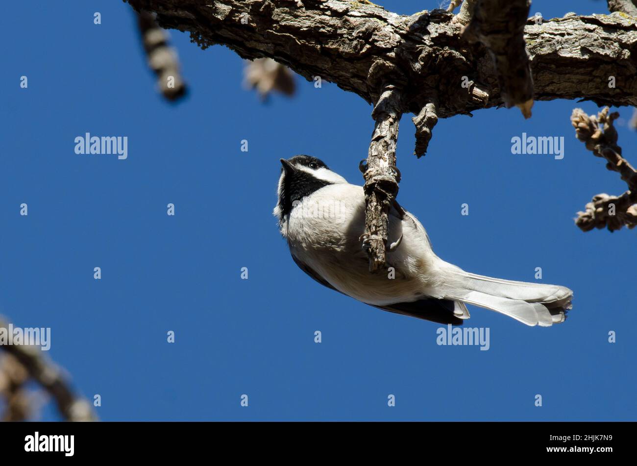 Poecile carolinensis hi-res stock photography and images - Alamy