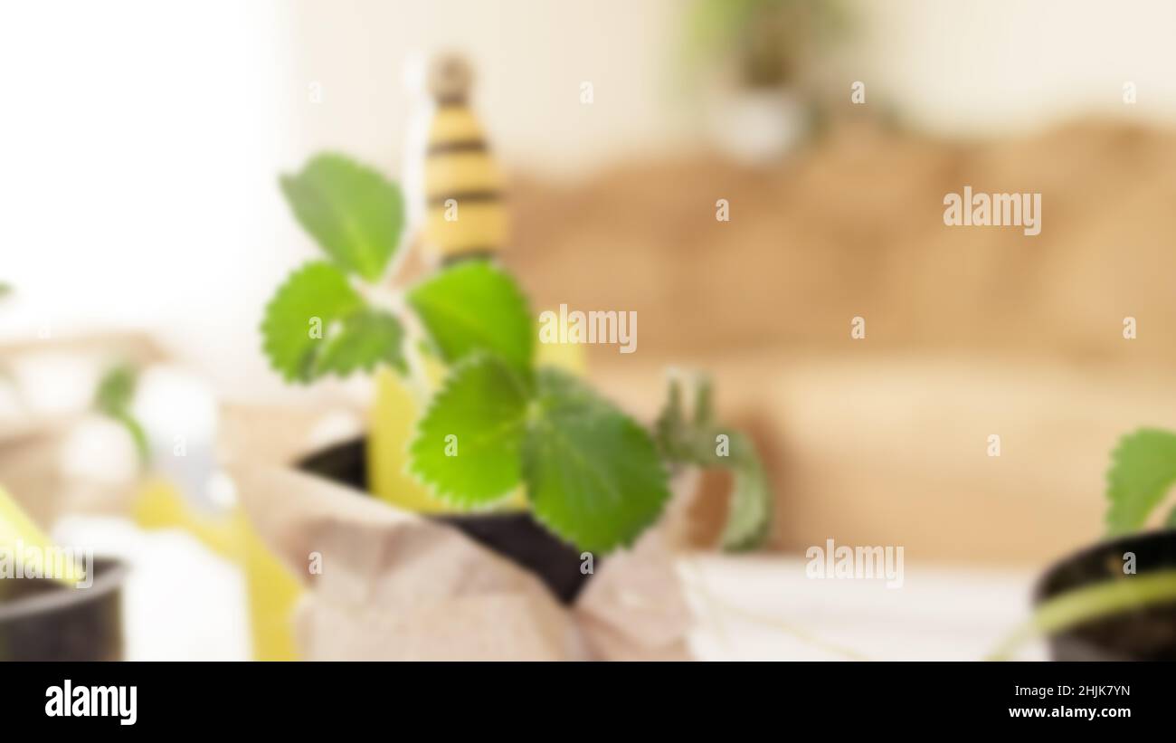 Spraying green young leaves of strawberry sprouts from a spray gun ...