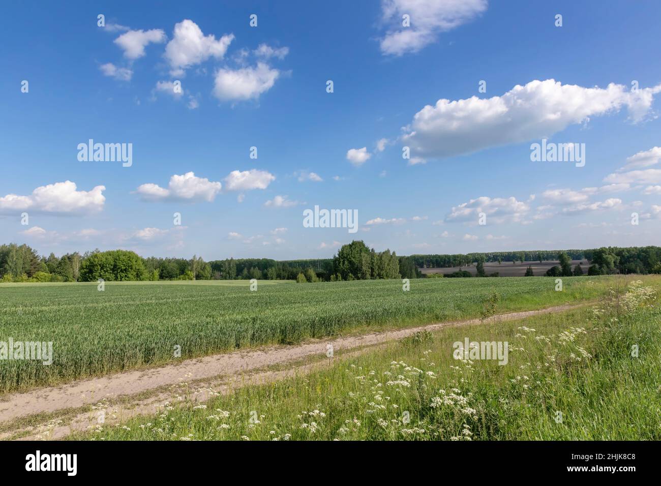 Summer landscape: fields, meadows, country road with trees along the ...