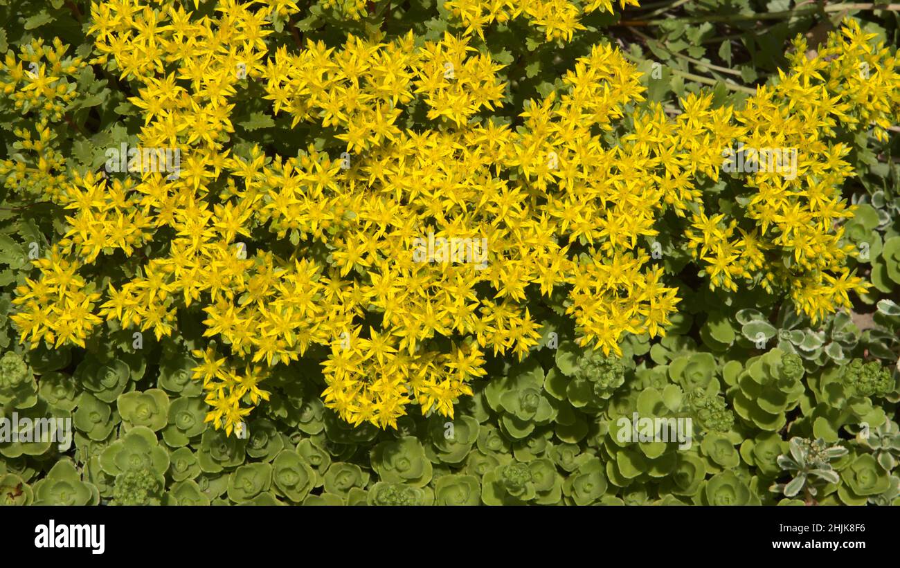the patterns of yellow flowers of the sedum plant Stock Photo - Alamy