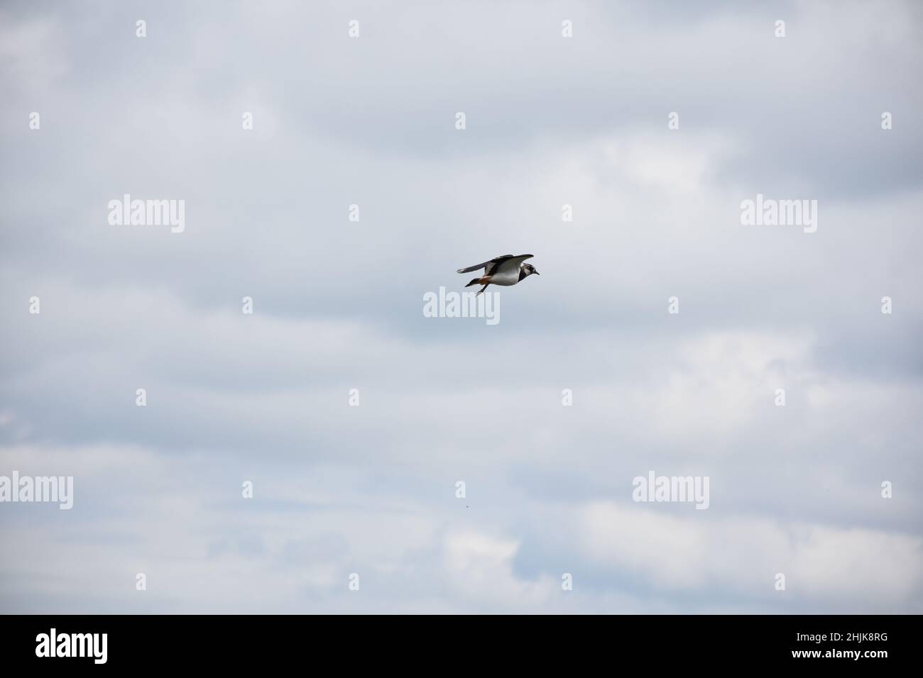 Small flying bird against gray skies thick with lots of clouds Stock ...