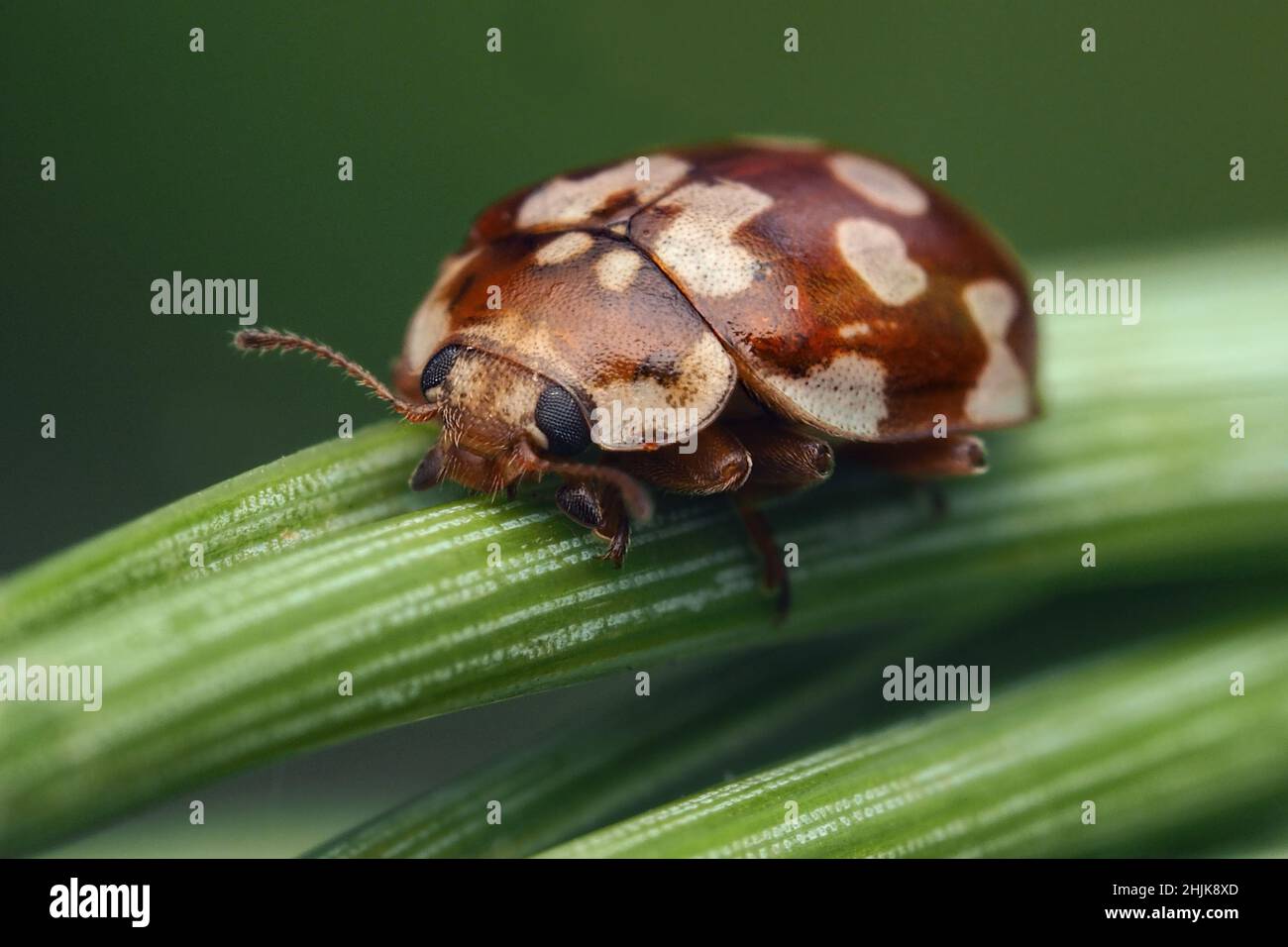 18-spot Ladybird (Myrrha octodecimguttata) crawling on scots pine ...