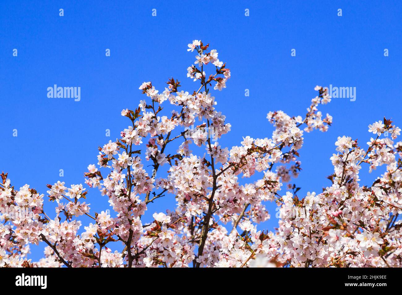 Cherry blossom tree in bloom. Sakura flowers on azure sky background ...