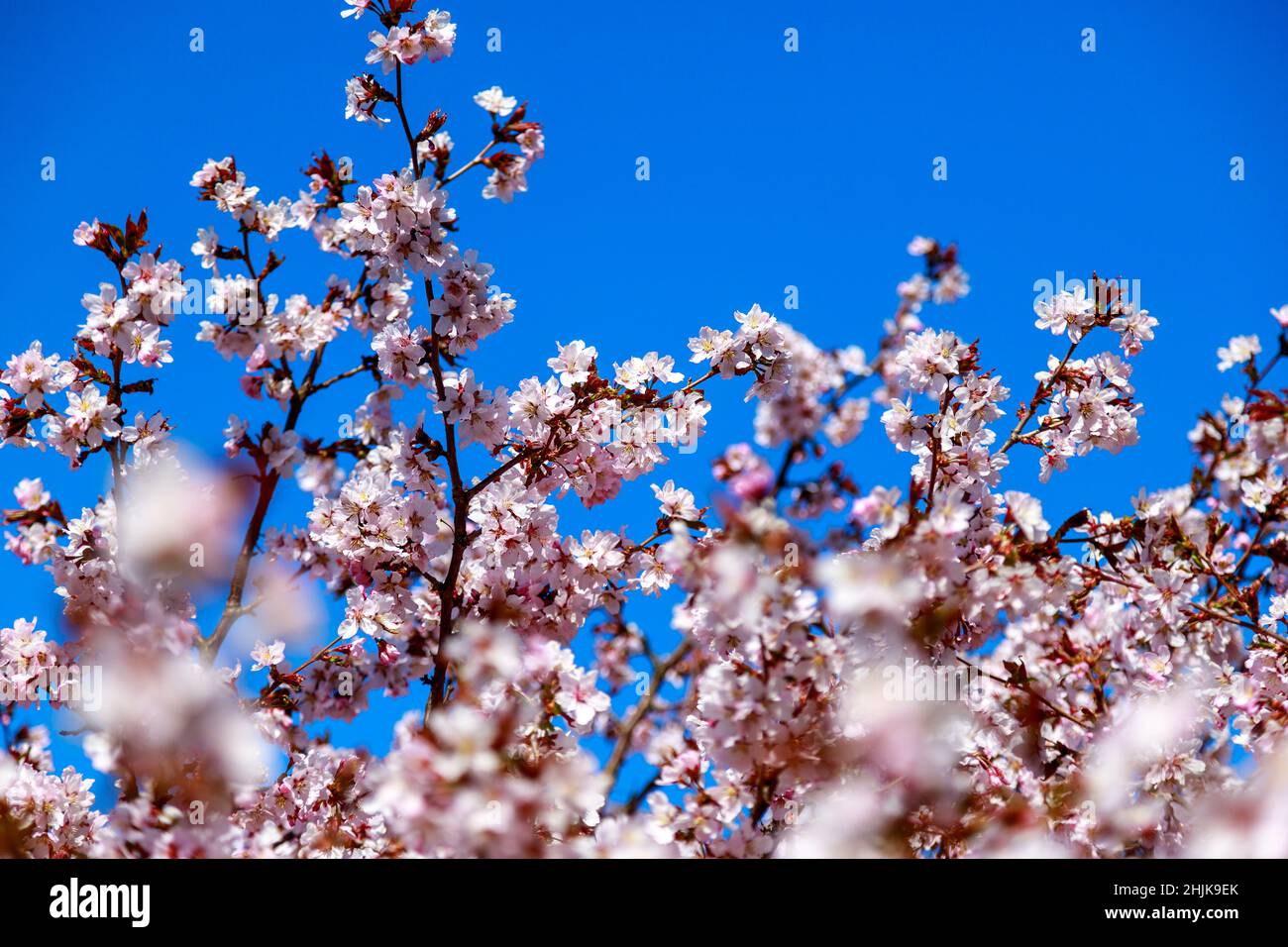 Cherry blossom tree in bloom. Sakura flowers on azure sky background ...