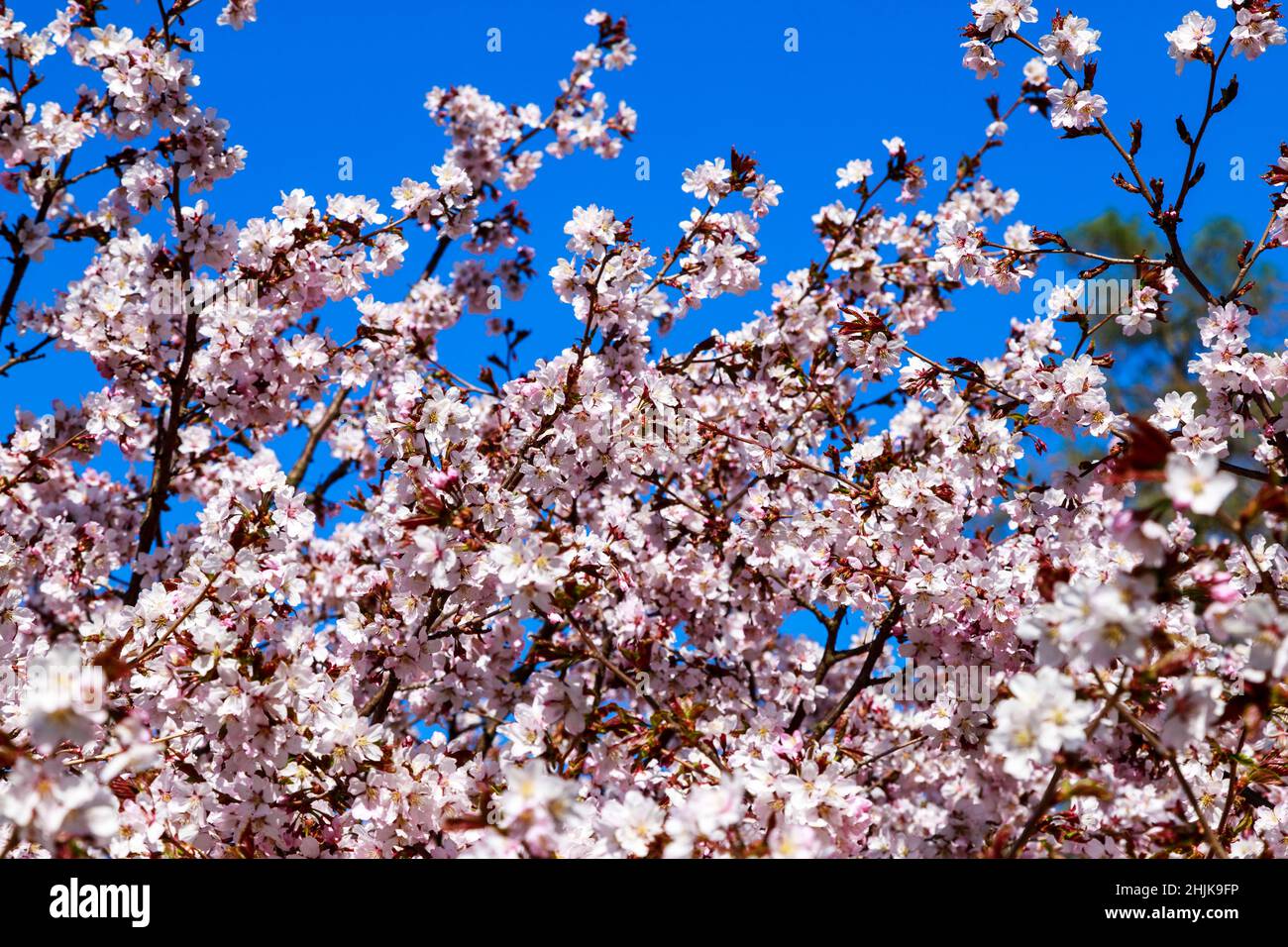 Cherry blossom tree in bloom. Sakura flowers on azure sky background. Garden on sunny spring day ...