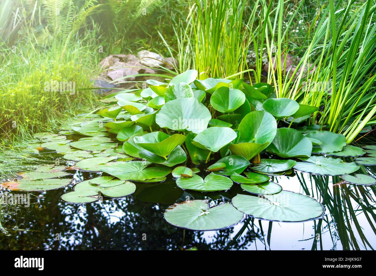 Artificial decorative pond in the garden with living aquatic plants ...