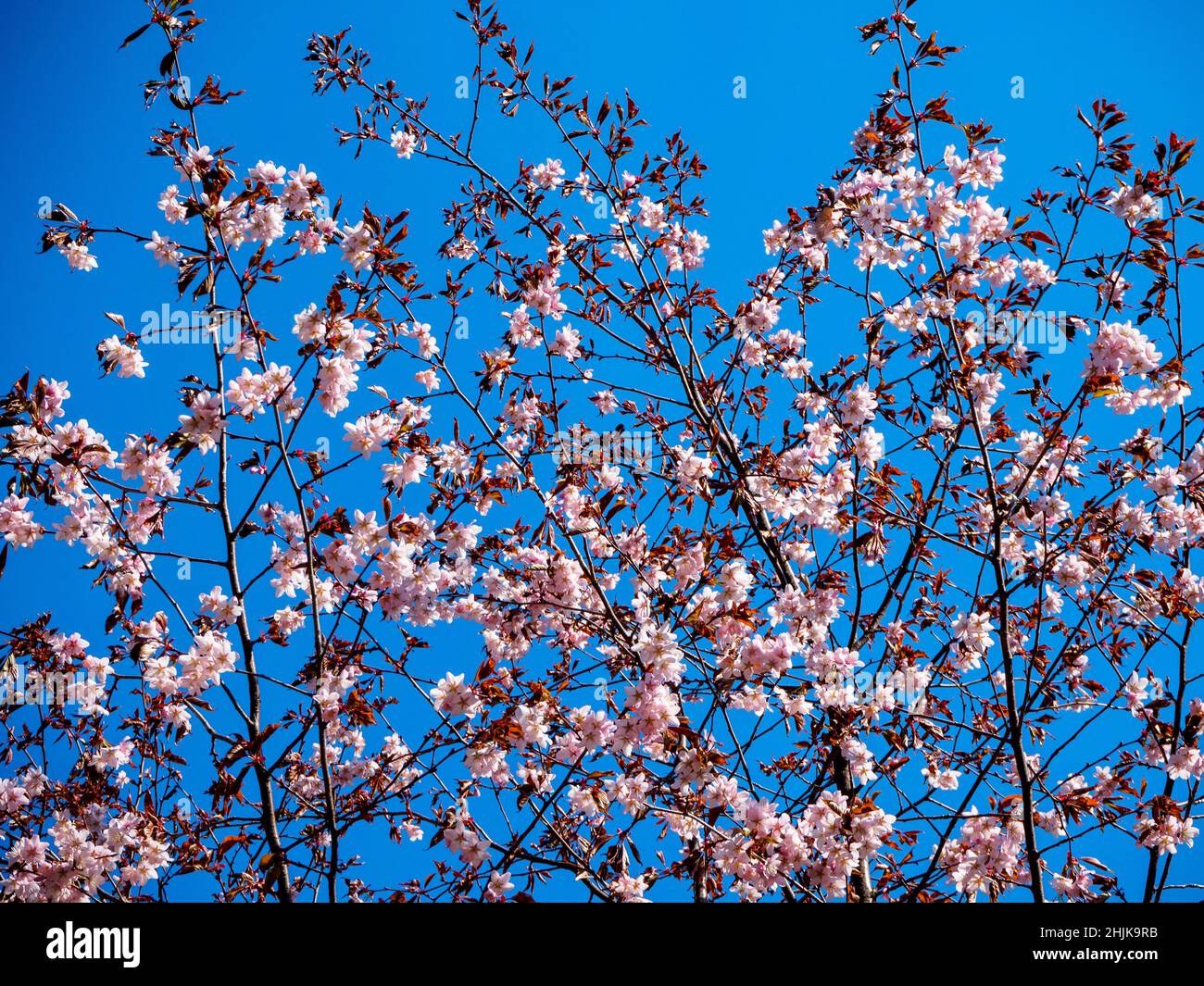 Cherry blossom tree in bloom. Sakura flowers on azure sky background ...