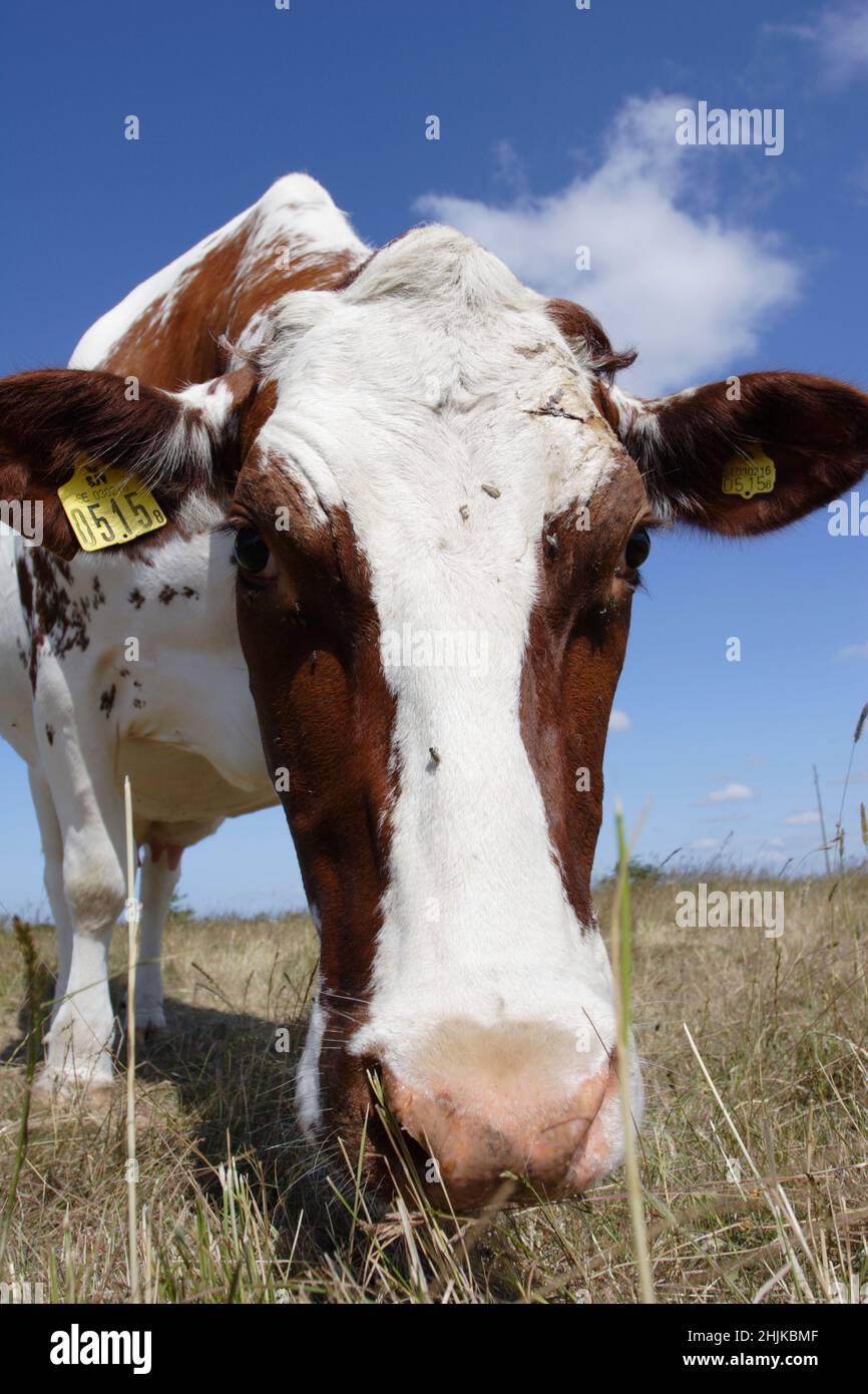 Close up shot cow hooves hi-res stock photography and images - Alamy