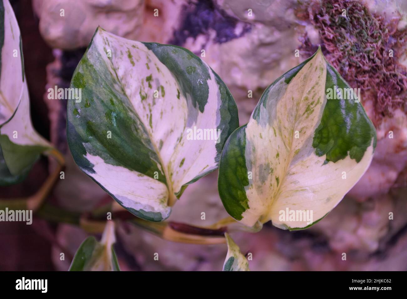 White and green variegated leaf of Manjula pothos Stock Photo - Alamy