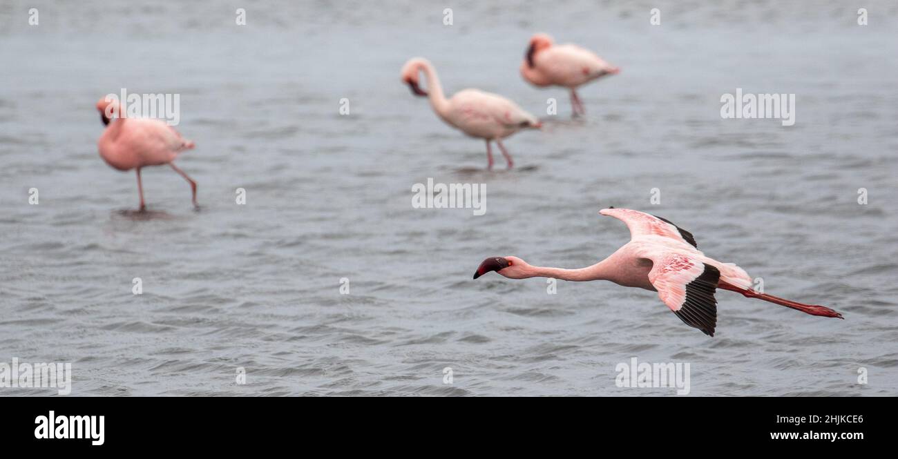 Flying Lesser Flamingo, Walvis Bay, Namibia Stock Photo - Alamy