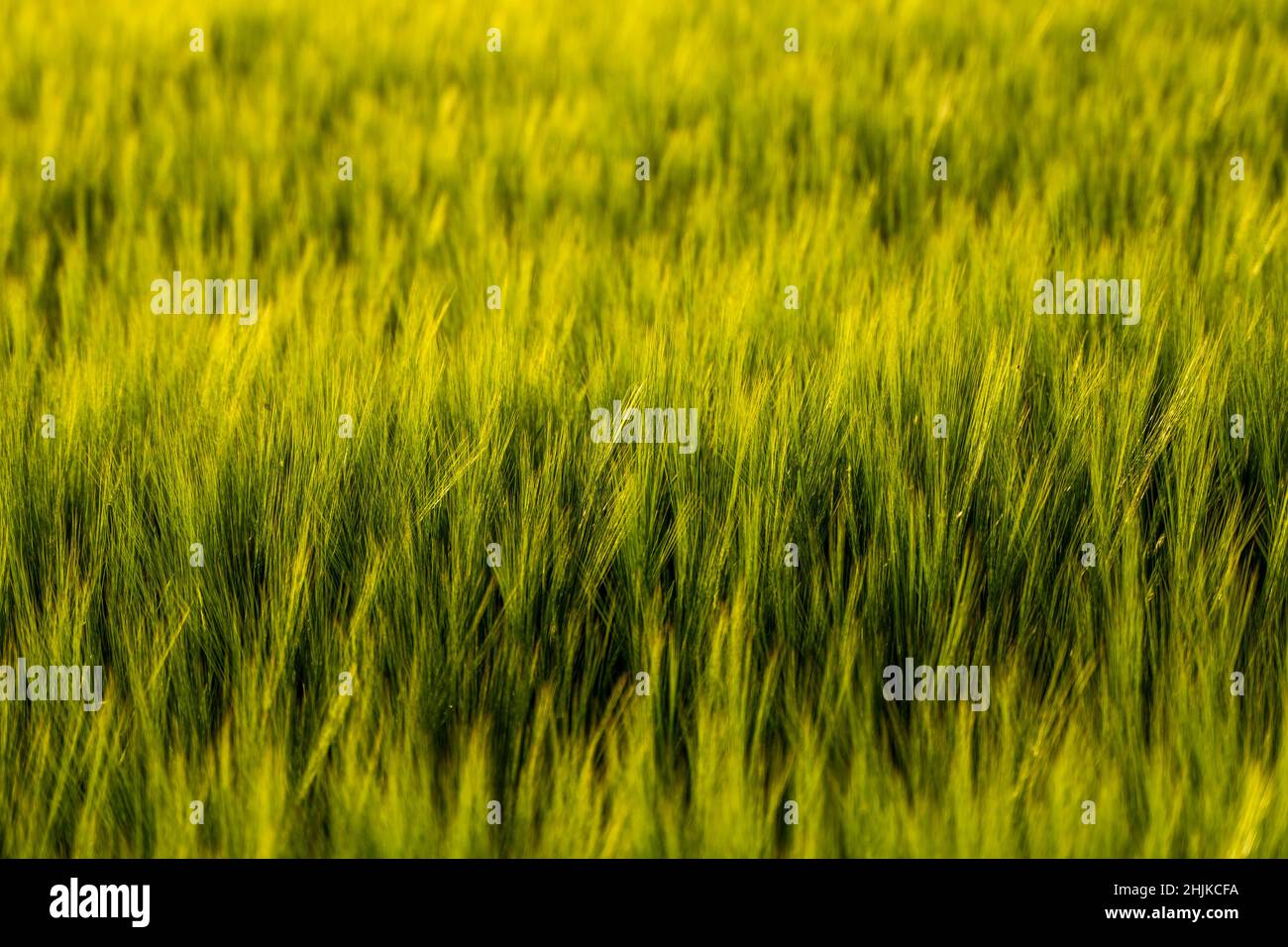 Young green barley growing in fertile soil on agricultural field in ...