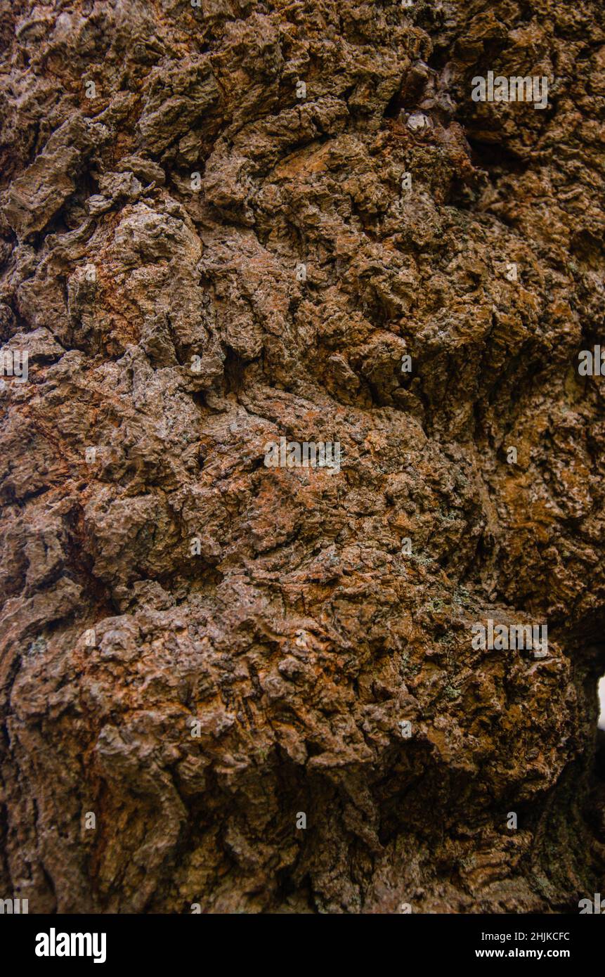 Wild wood surface texture aged realistic closeup Stock Photo - Alamy