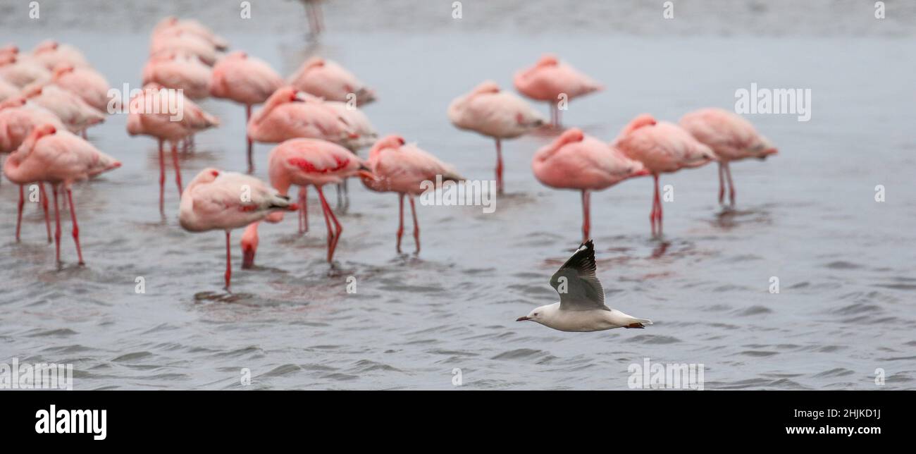 Lesser Flamingo with Seagull fly by, Walvis Bay, Namibia Stock Photo ...