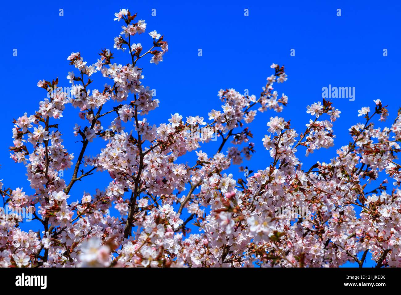 Cherry blossom tree in bloom. Sakura flowers on azure sky background ...