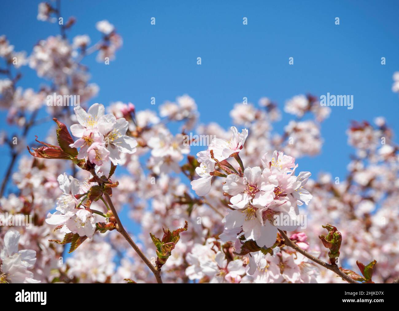 Cherry blossom tree in bloom. Sakura flowers on azure sky background ...