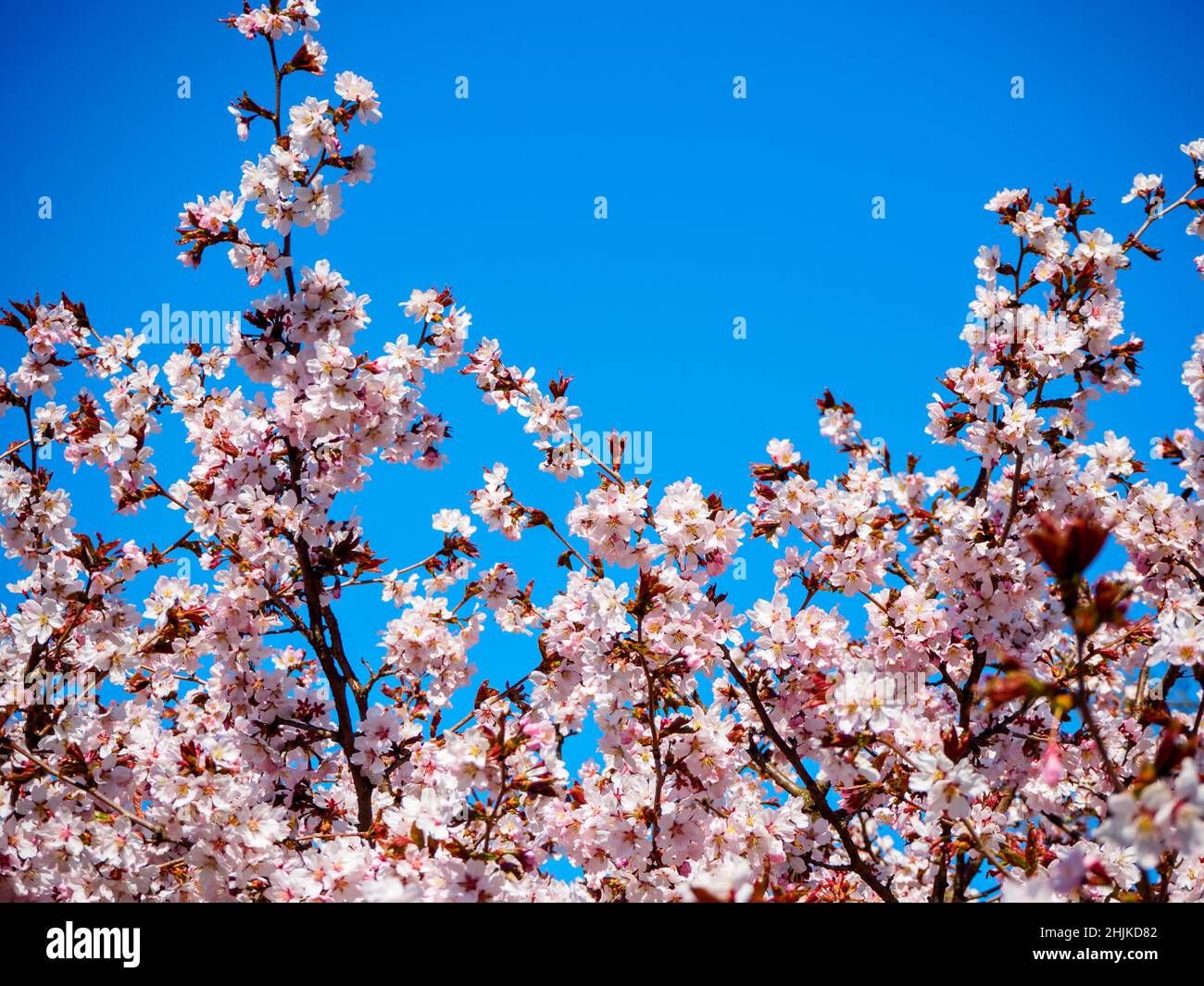 Cherry blossom tree in bloom. Sakura flowers on azure sky background ...