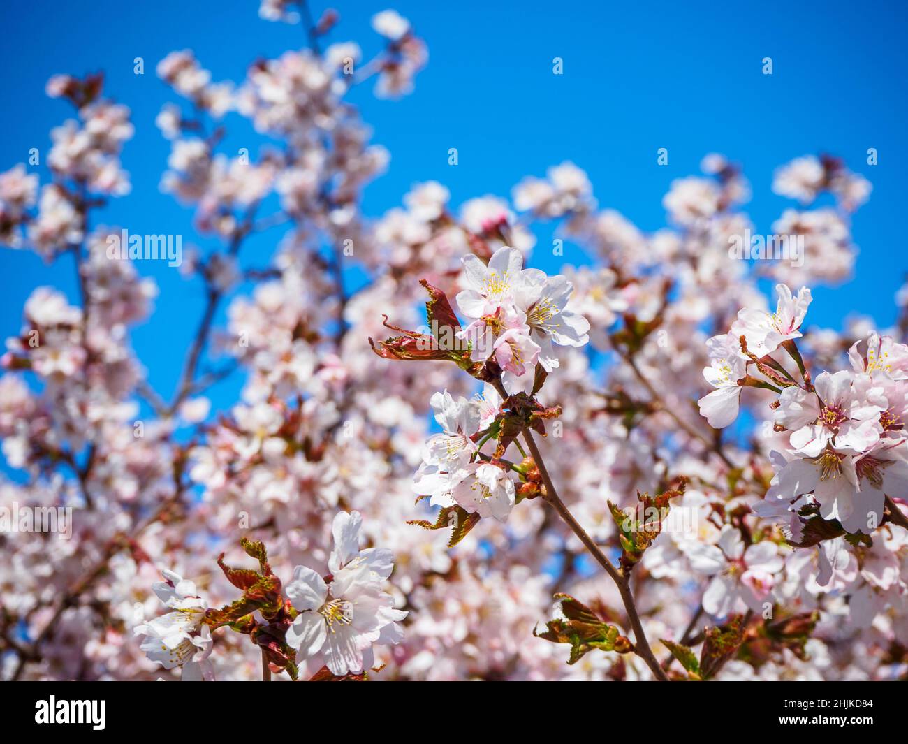 Cherry blossom tree in bloom. Sakura flowers on azure sky background ...