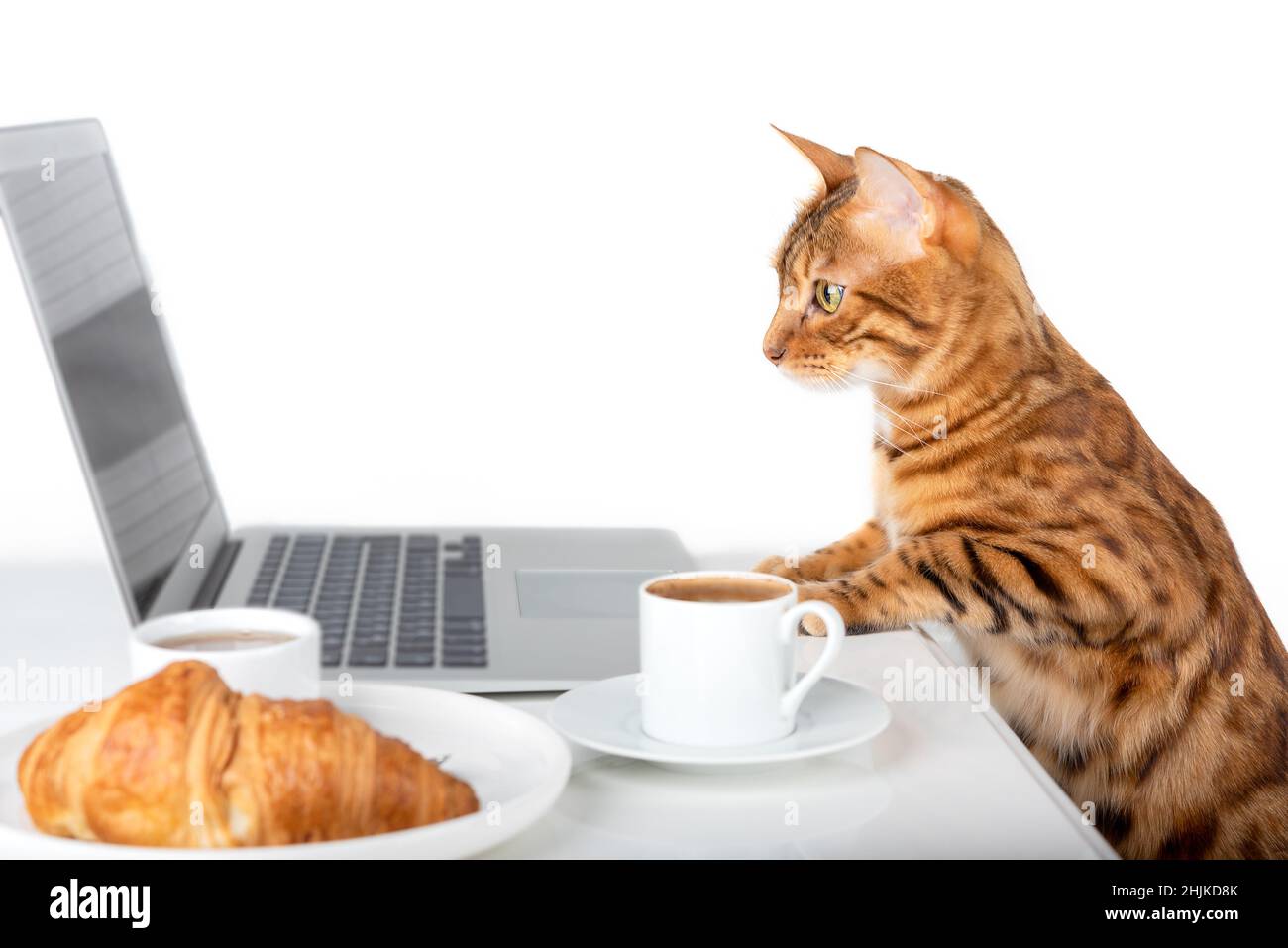 Cat with a laptop on a white background at the table. Breakfast at work ...