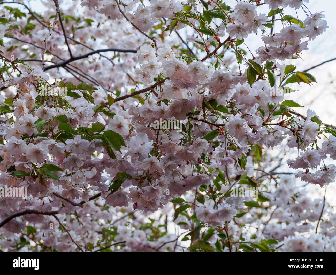 Cherry blossom tree in bloom. Sakura flowers on azure sky background ...
