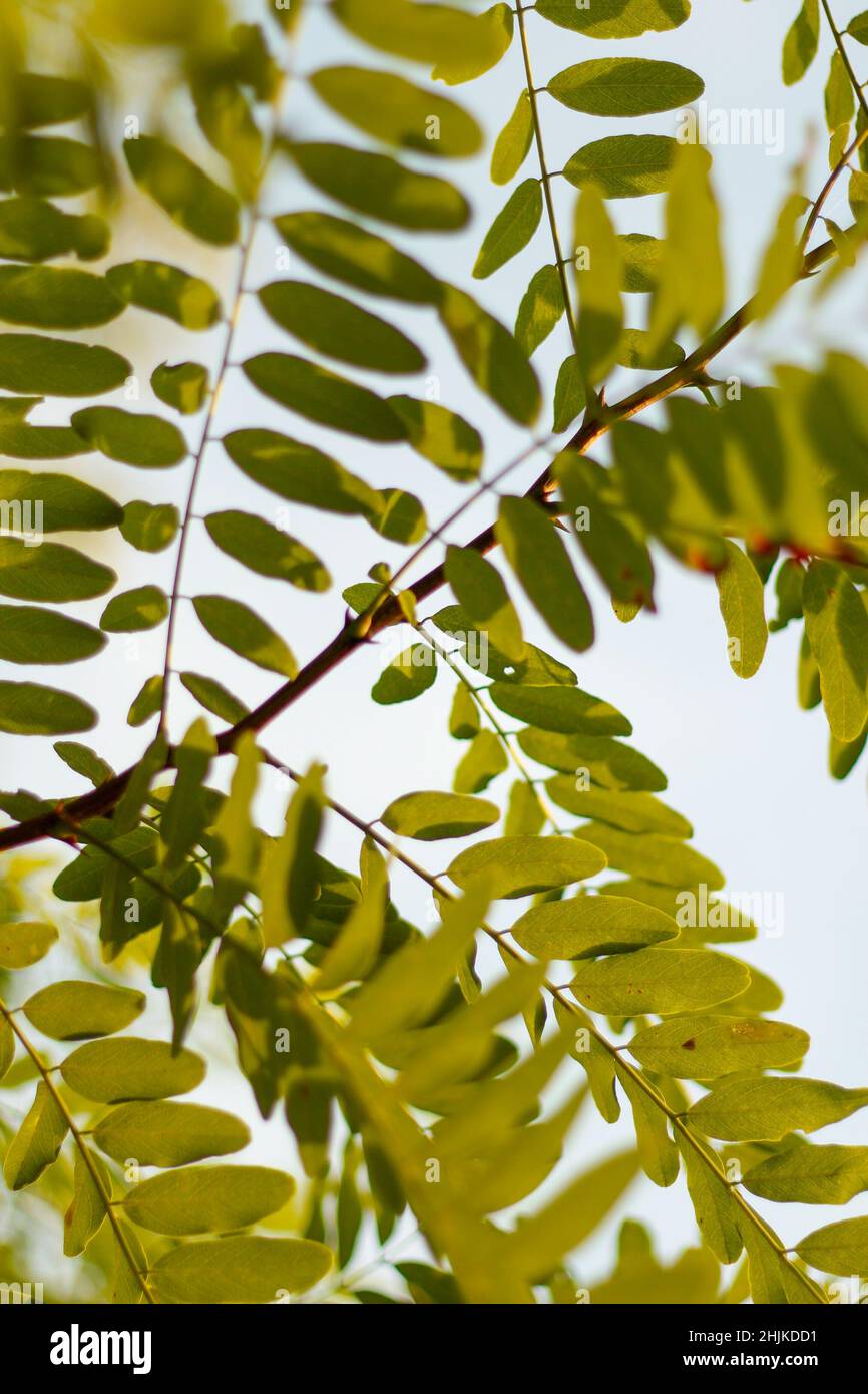 Tamarind Tree Leaves 505 Tamarind Leaves Stock Photos, High Res