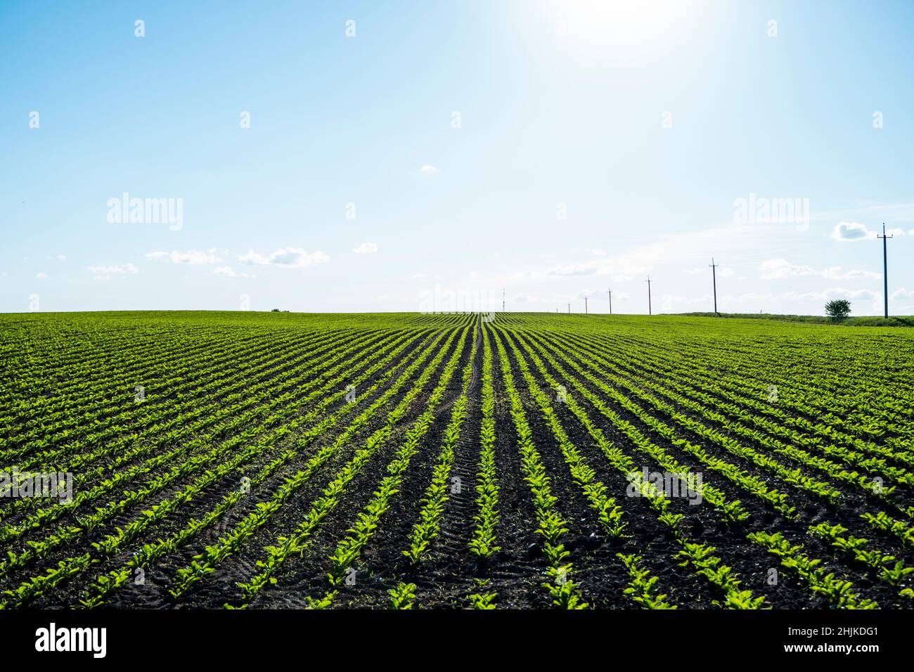 Landscape of young sugar beet on a fertile field Stock Photo - Alamy