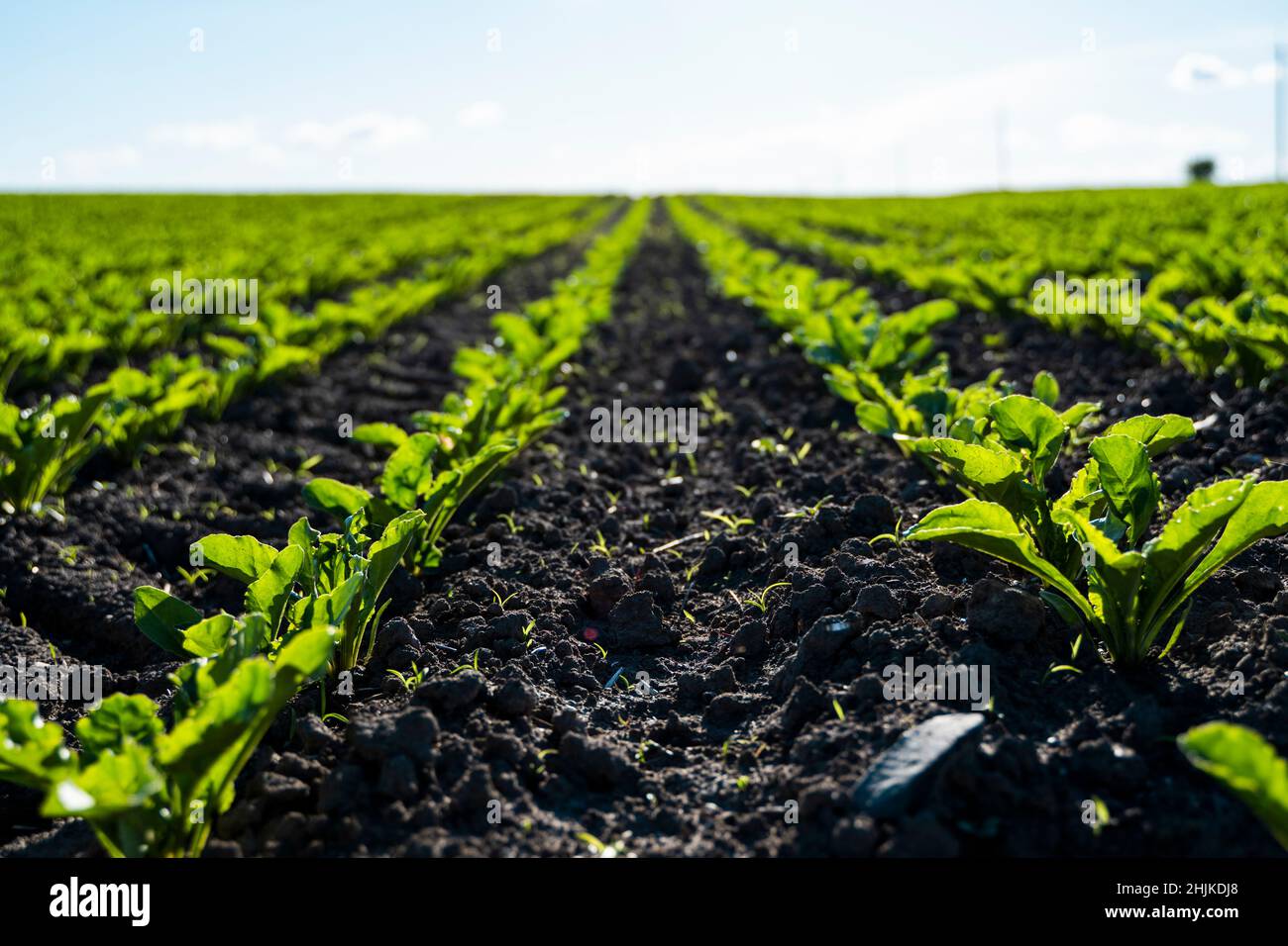 Landscape of sugar beet sprout growing in cultivated agricultural field ...