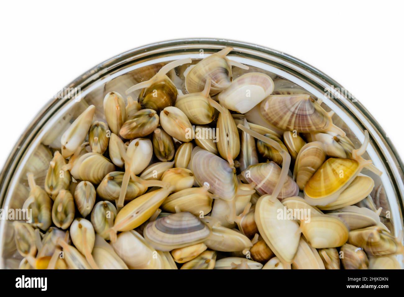 Coquina clams hi-res stock photography and images - Alamy