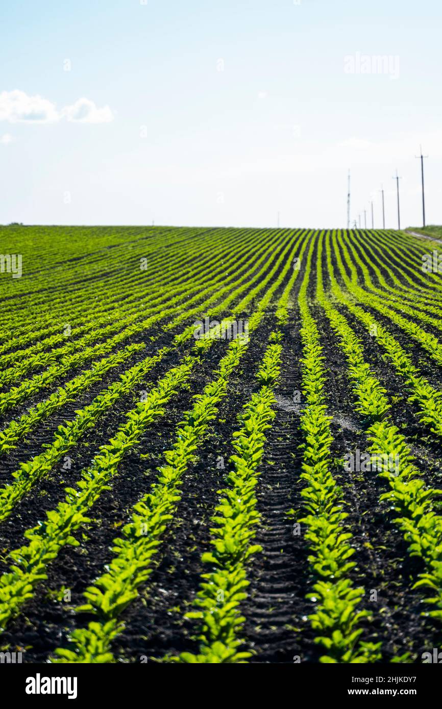 Sugar beet cultivation. Rows of young sugar beets in converging long ...