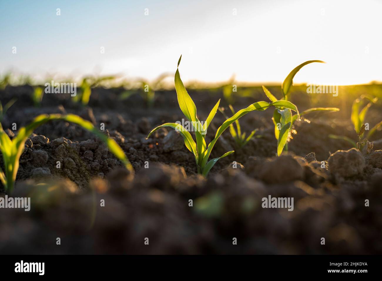 Young green corn growing on the fertile soil on agricultural field ...