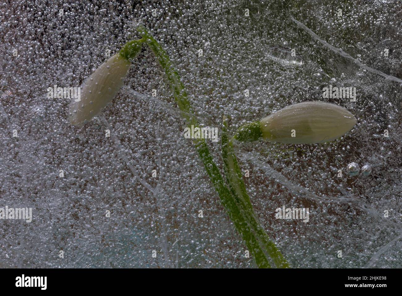Snowdrops in scotland hi-res stock photography and images - Alamy