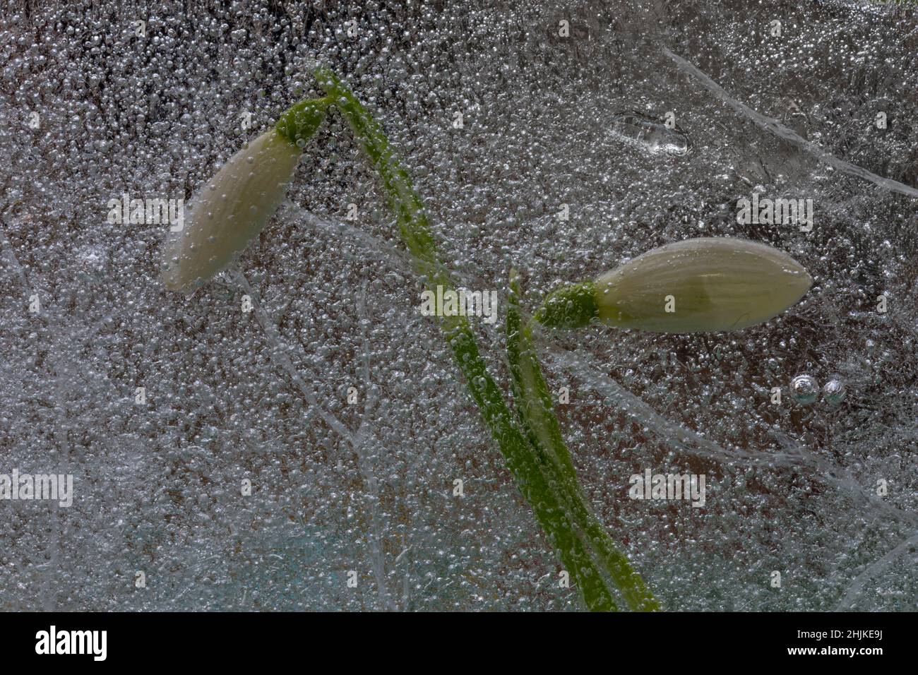 snowdrops in ice Stock Photo - Alamy