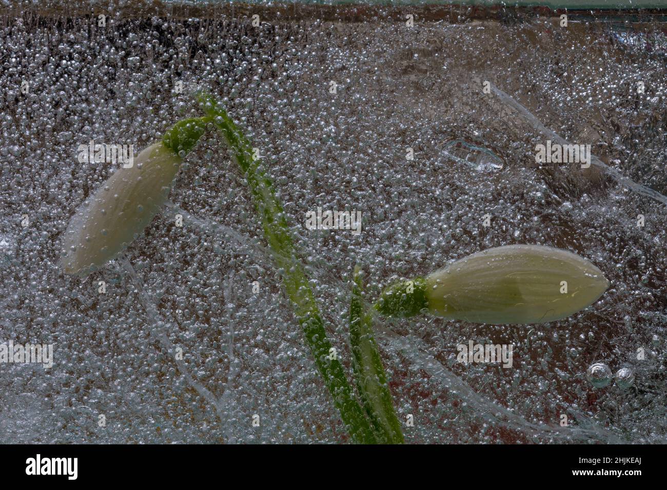 Snowdrops In Border High Resolution Stock Photography and Images - Alamy