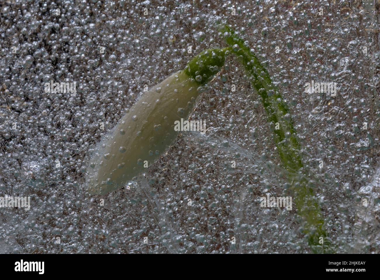 snowdrops in ice Stock Photo - Alamy