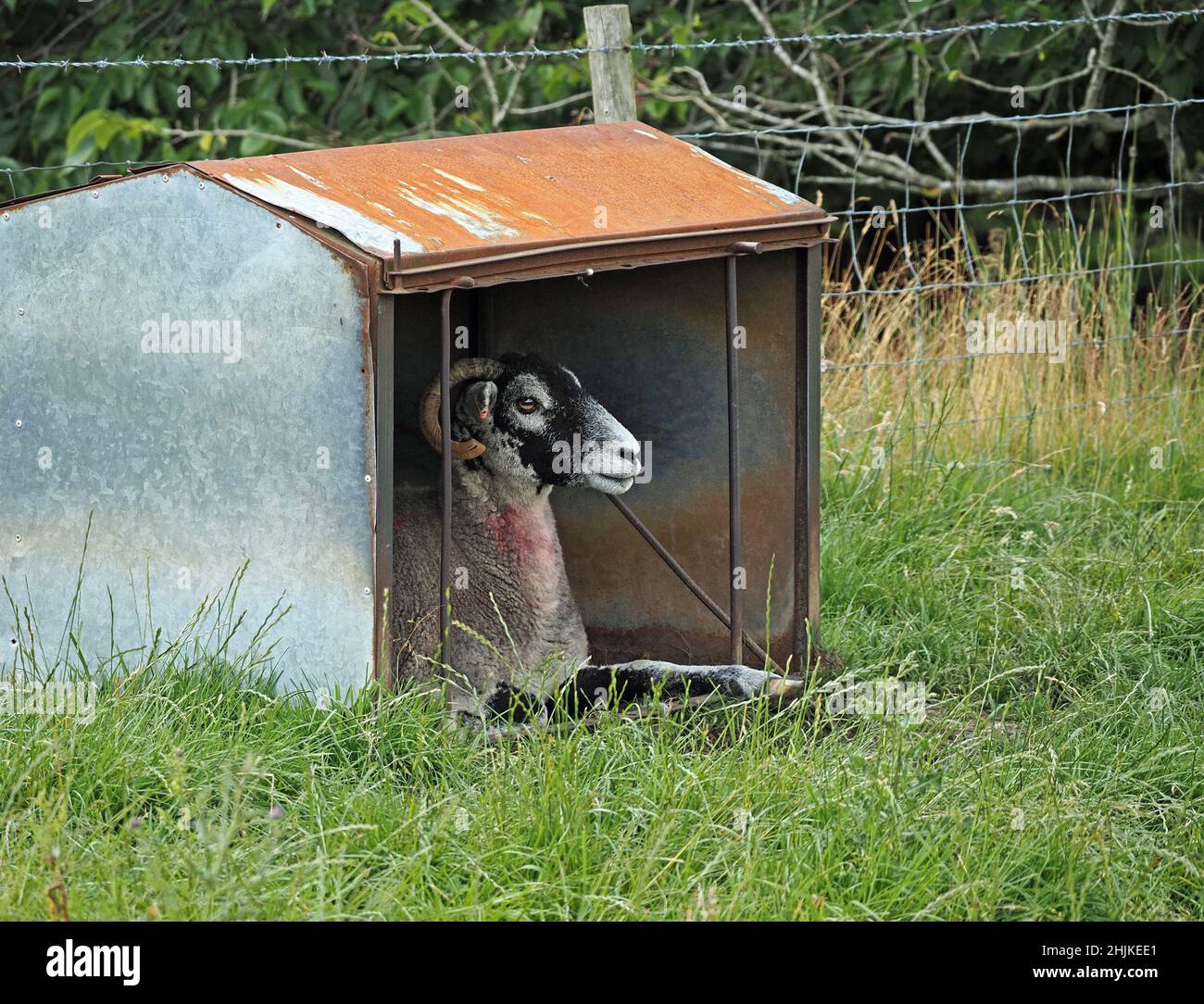 adult ewe (female sheep) with short curly horns and red tinge of dye ...