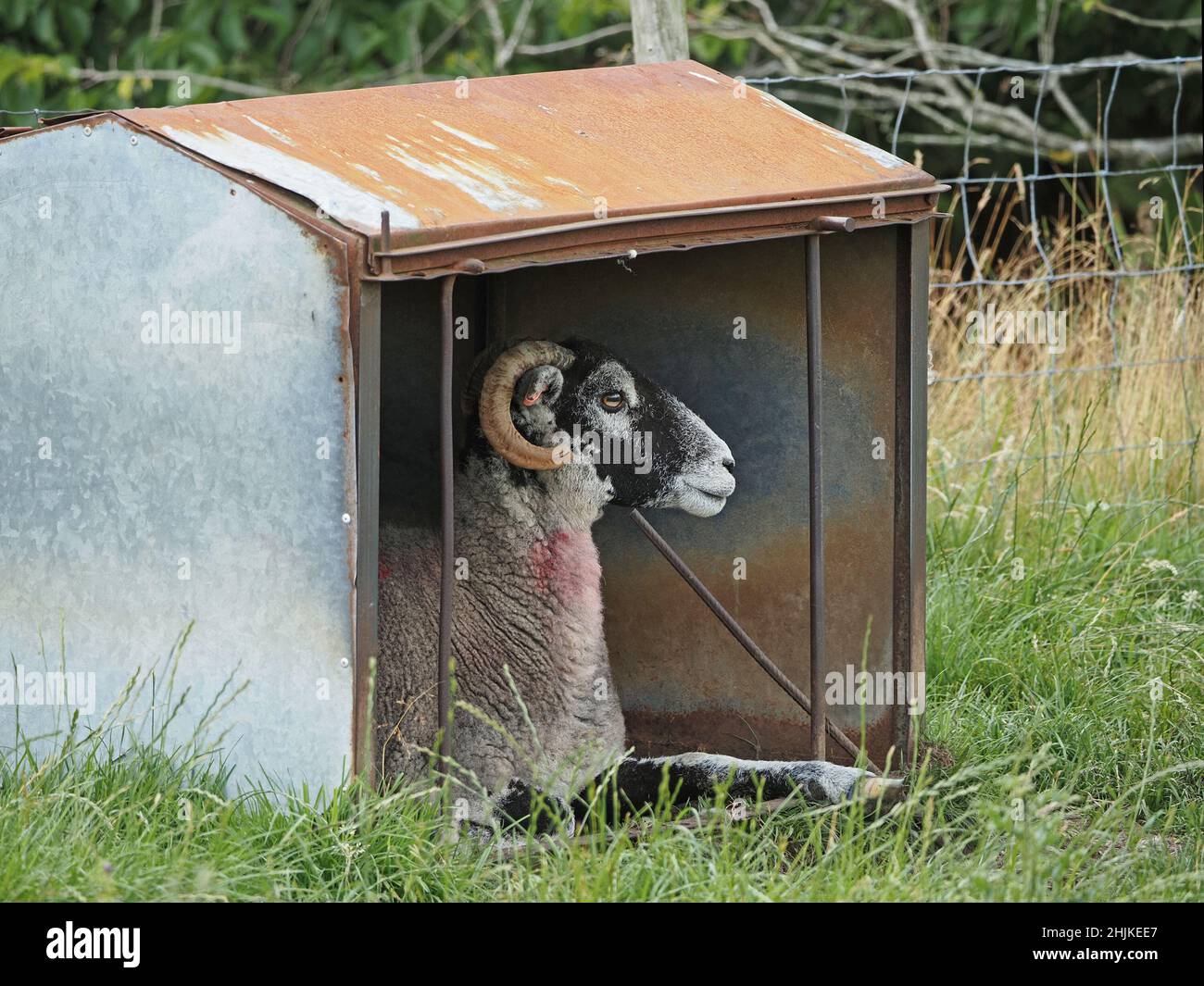 Metal sheet sheep hi-res stock photography and images - Alamy