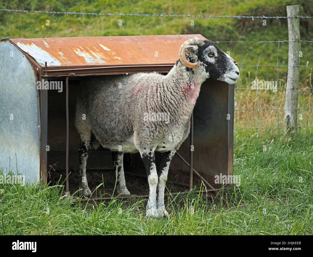 adult ewe (female sheep) with short curly horns and red tinge of dye ...