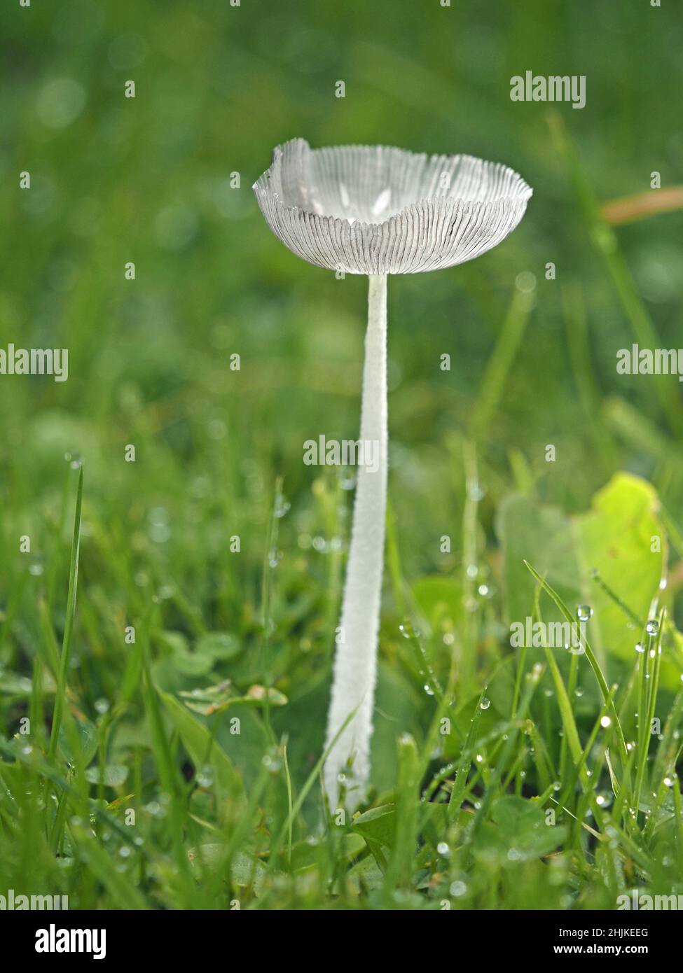 delicate translucent Hare's Foot Inkcap (Coprinopsis lagopus / Coprinus ...
