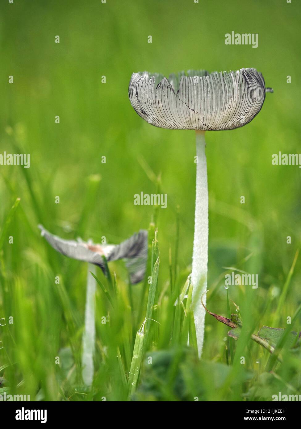 delicate translucent Hare's Foot Inkcap (Coprinopsis lagopus / Coprinus ...