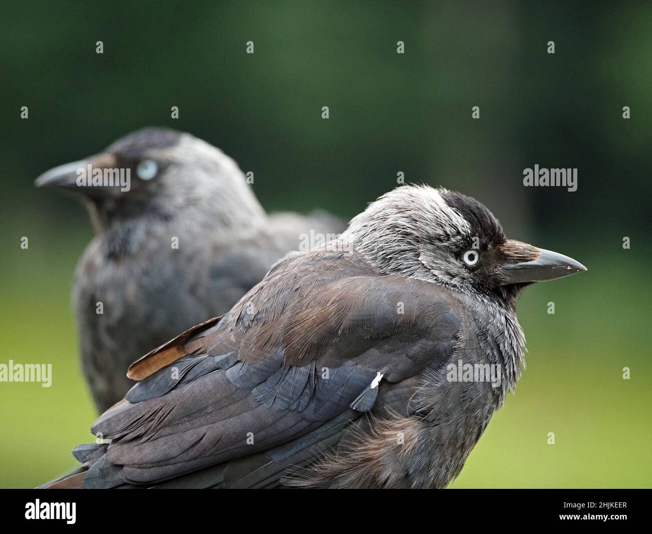 Young jackdaw hi-res stock photography and images - Alamy
