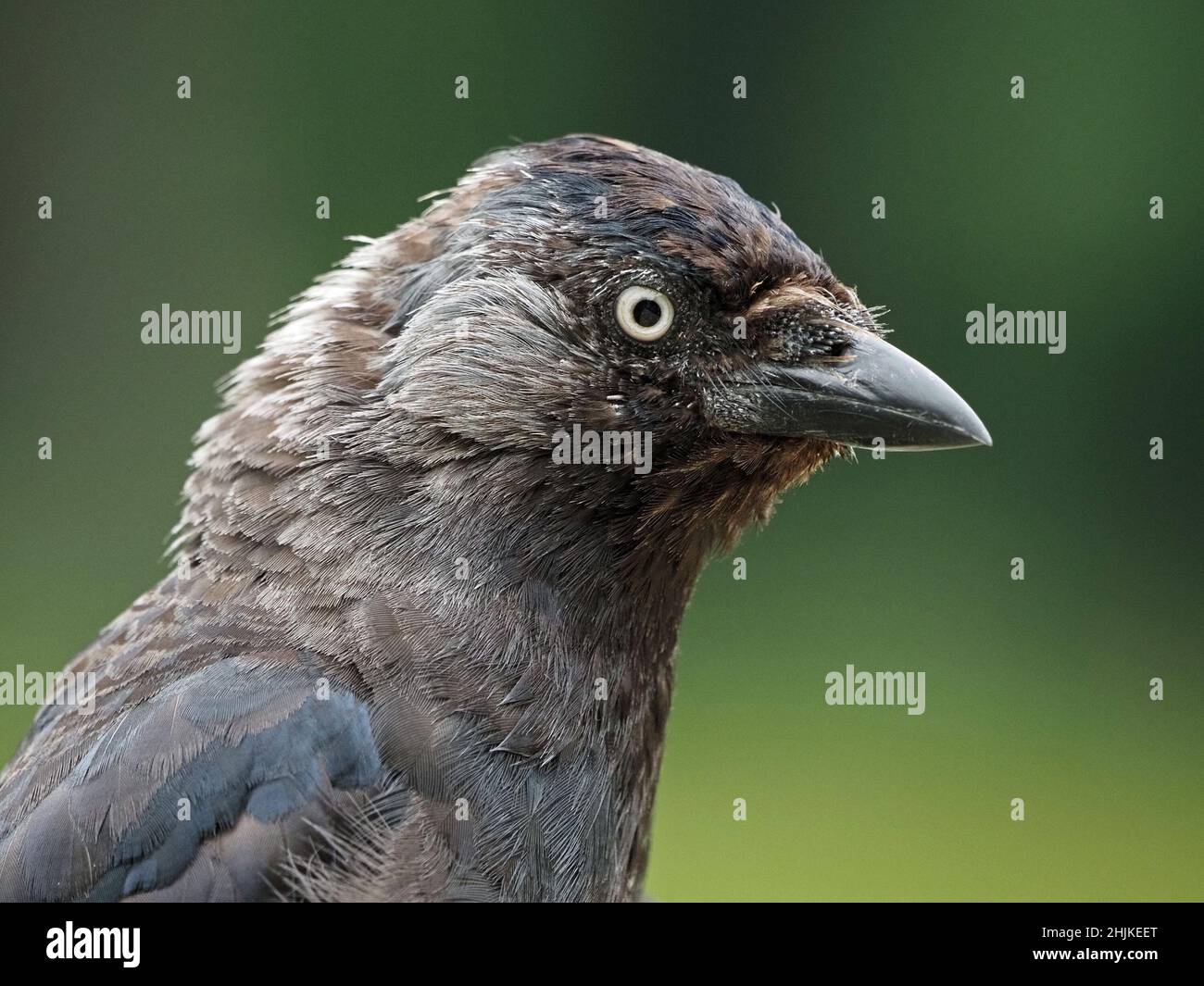 Young jackdaw hi-res stock photography and images - Alamy