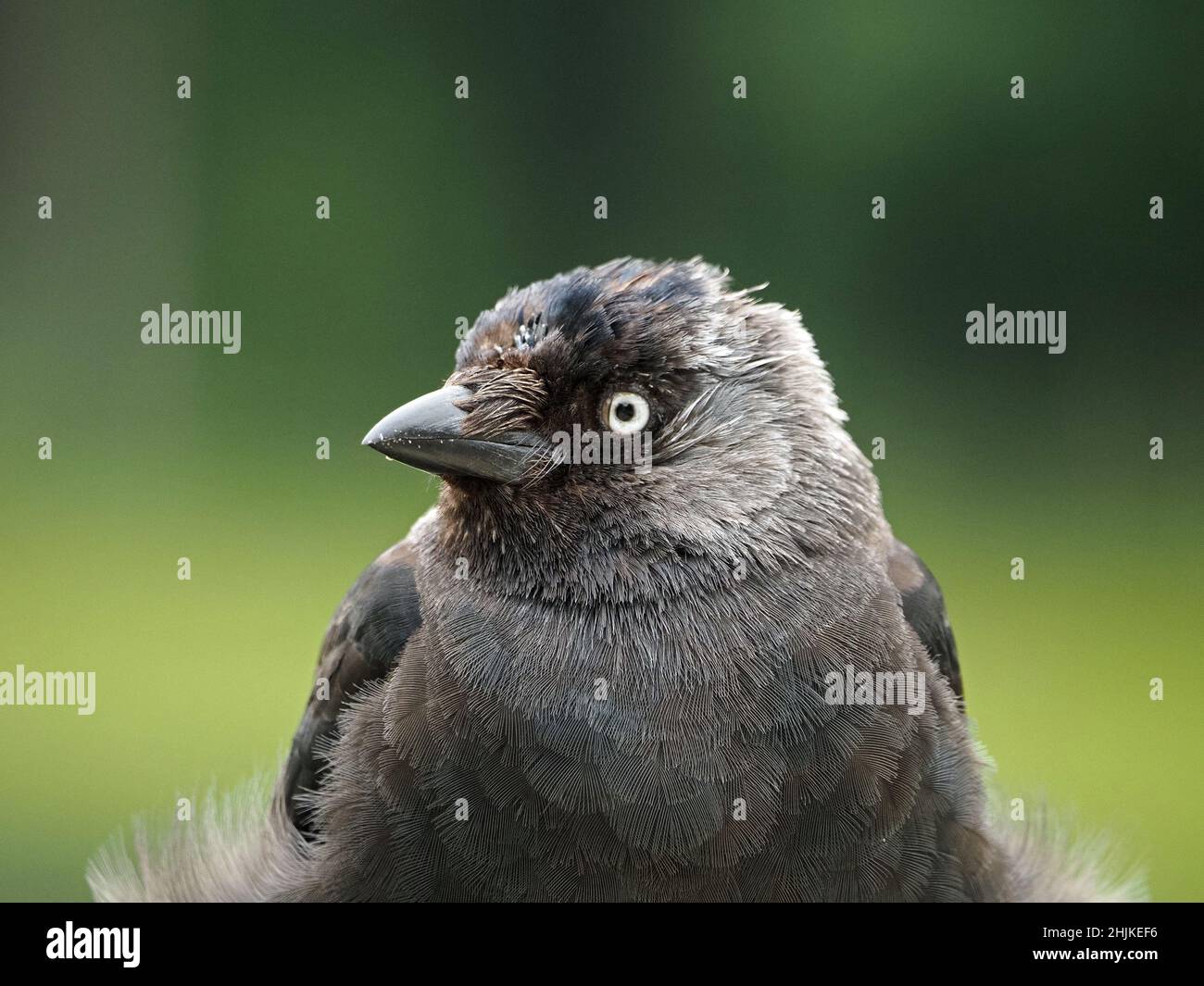 Young jackdaw hi-res stock photography and images - Alamy