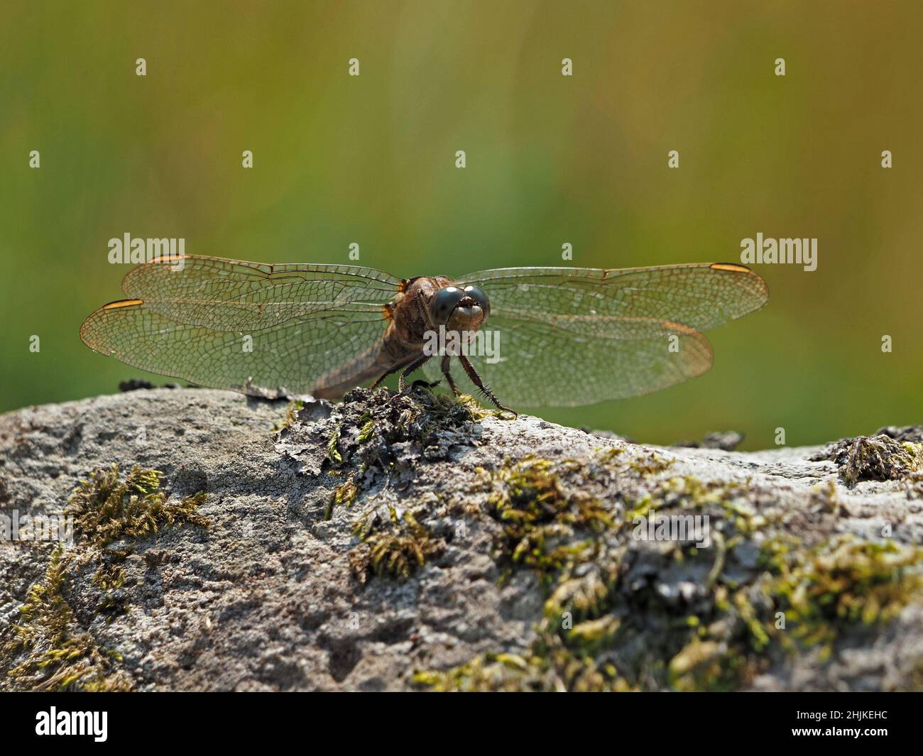 Dragonfly with glittering wings spread resting on mossy rock in high ...