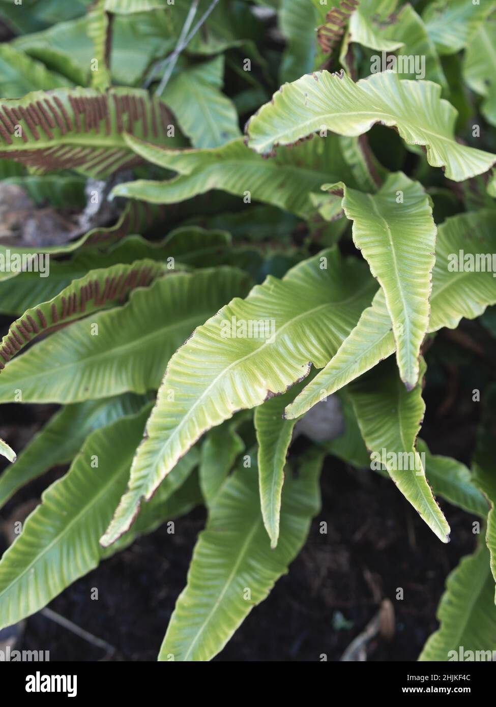 Closed plane botanic garden plants Stock Photo - Alamy
