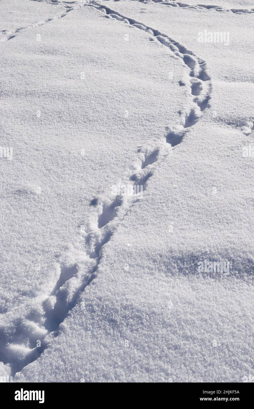Fresh animal tracks in the snow Stock Photo - Alamy