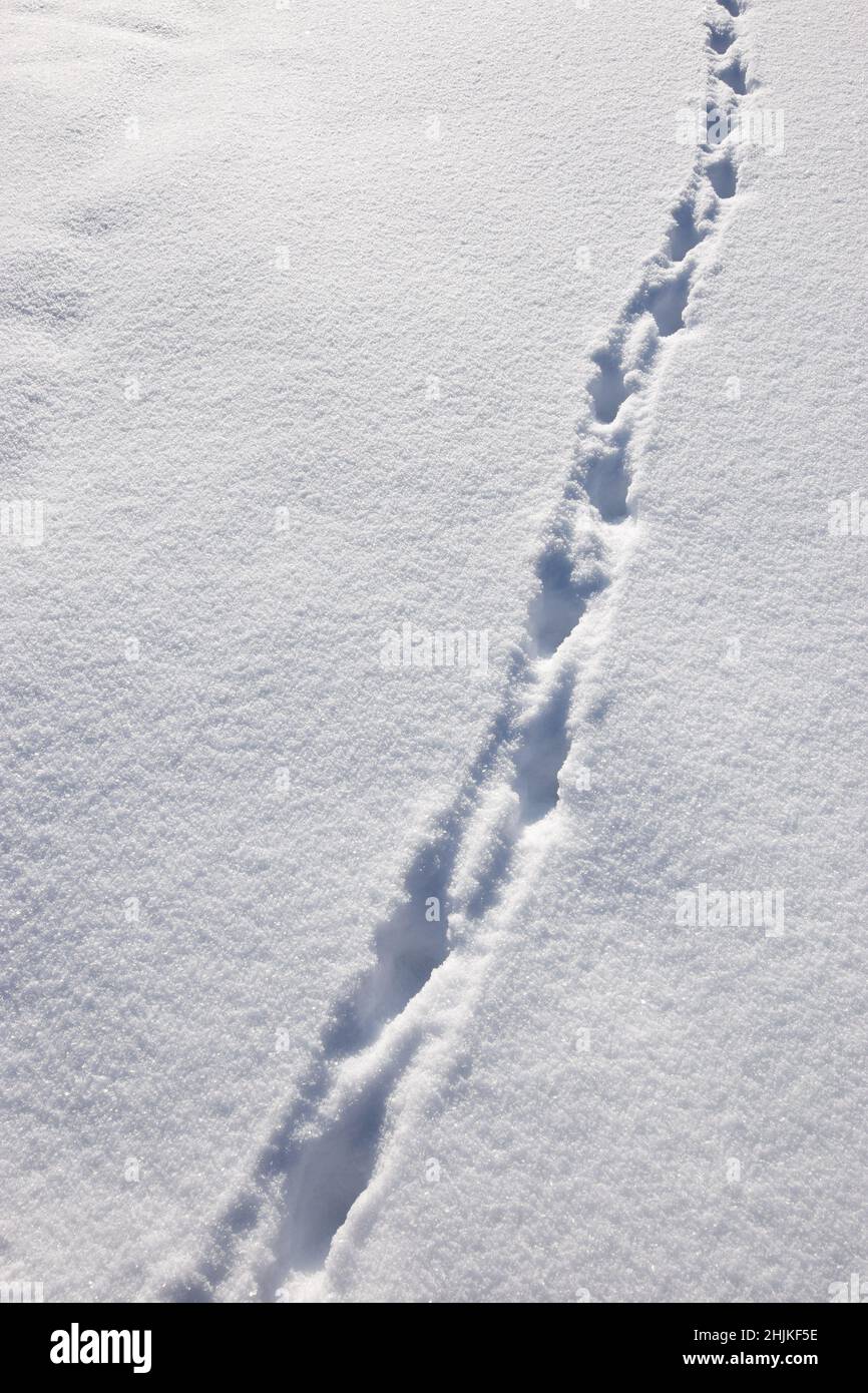 Deer tracks in snow hi-res stock photography and images - Alamy