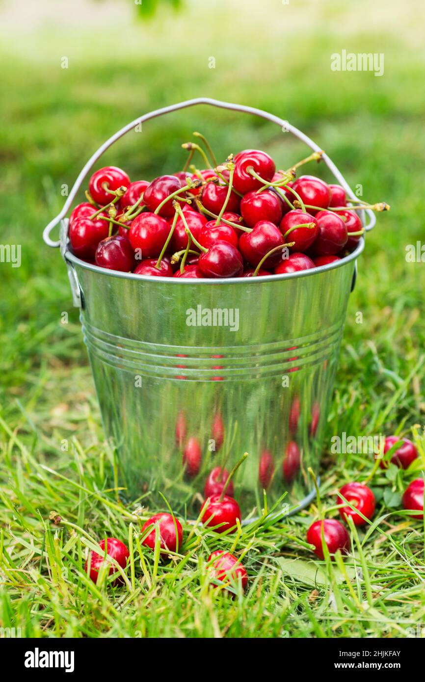 Bucket of freshly picked cherries in summer garden. Ripe juicy cherries ...