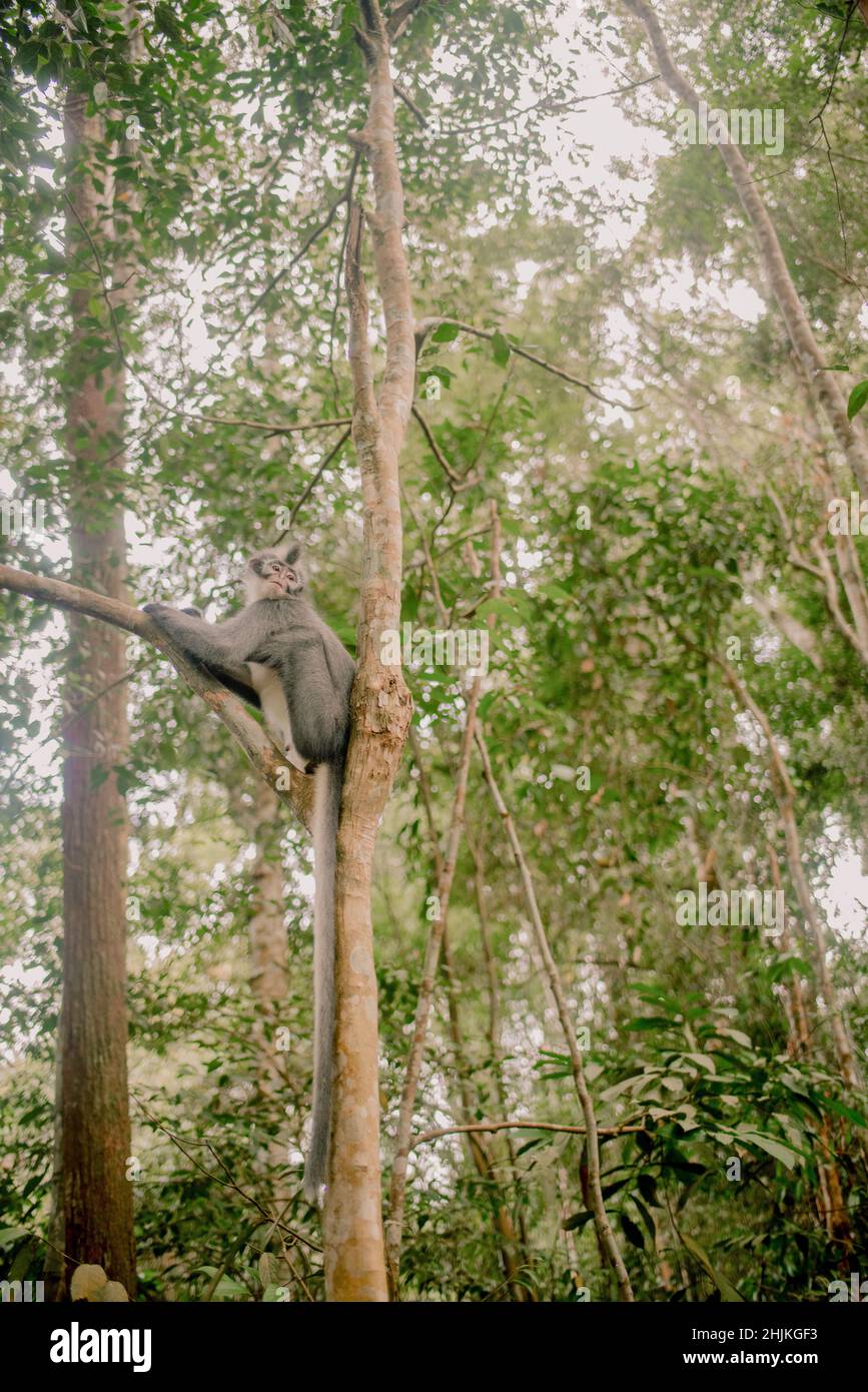 Vertical shot of an Atelidae monkey hanging on a tree in the Sumatra ...